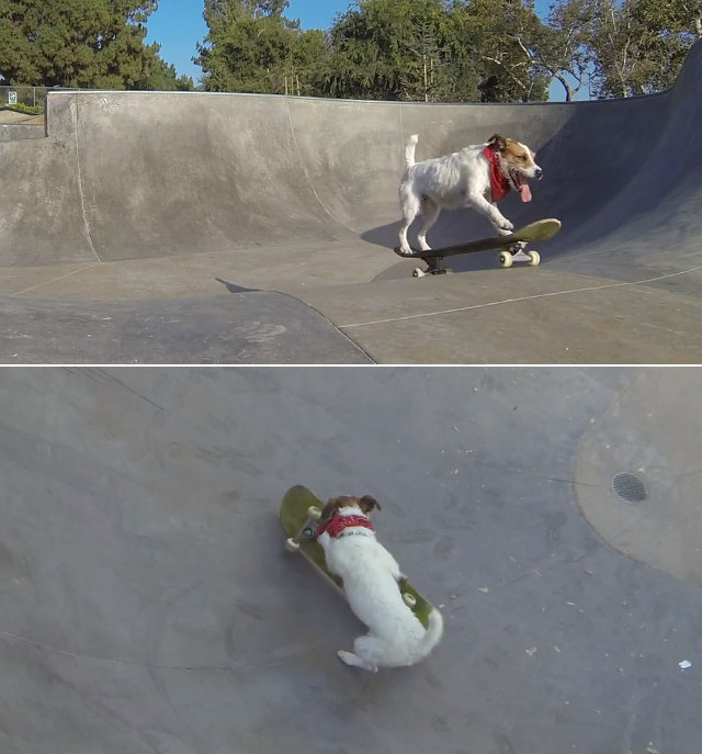 skateboarding-kickflipping-dog